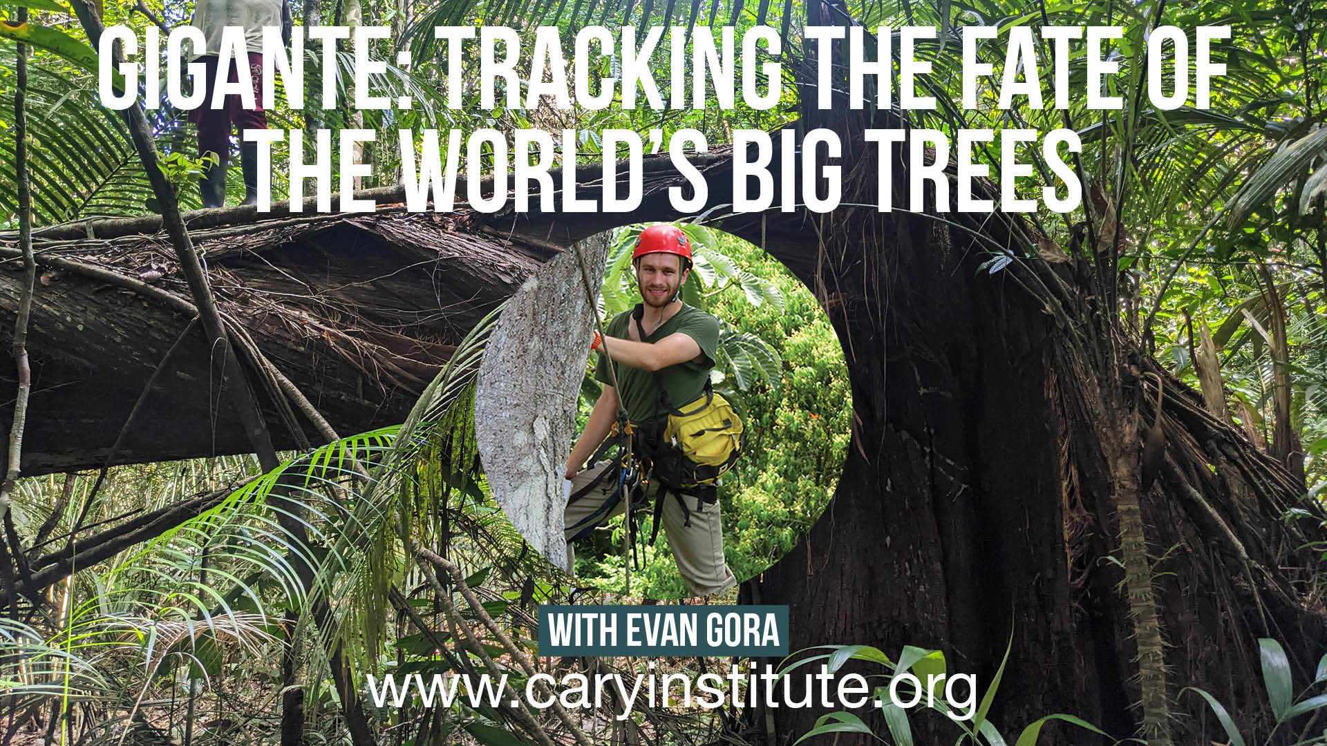 Gigante: Tracking the Fate of the World’s Big Trees [video]