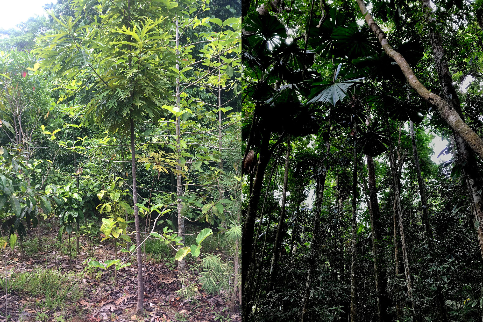 Replanted rainforests may benefit from termite transplants