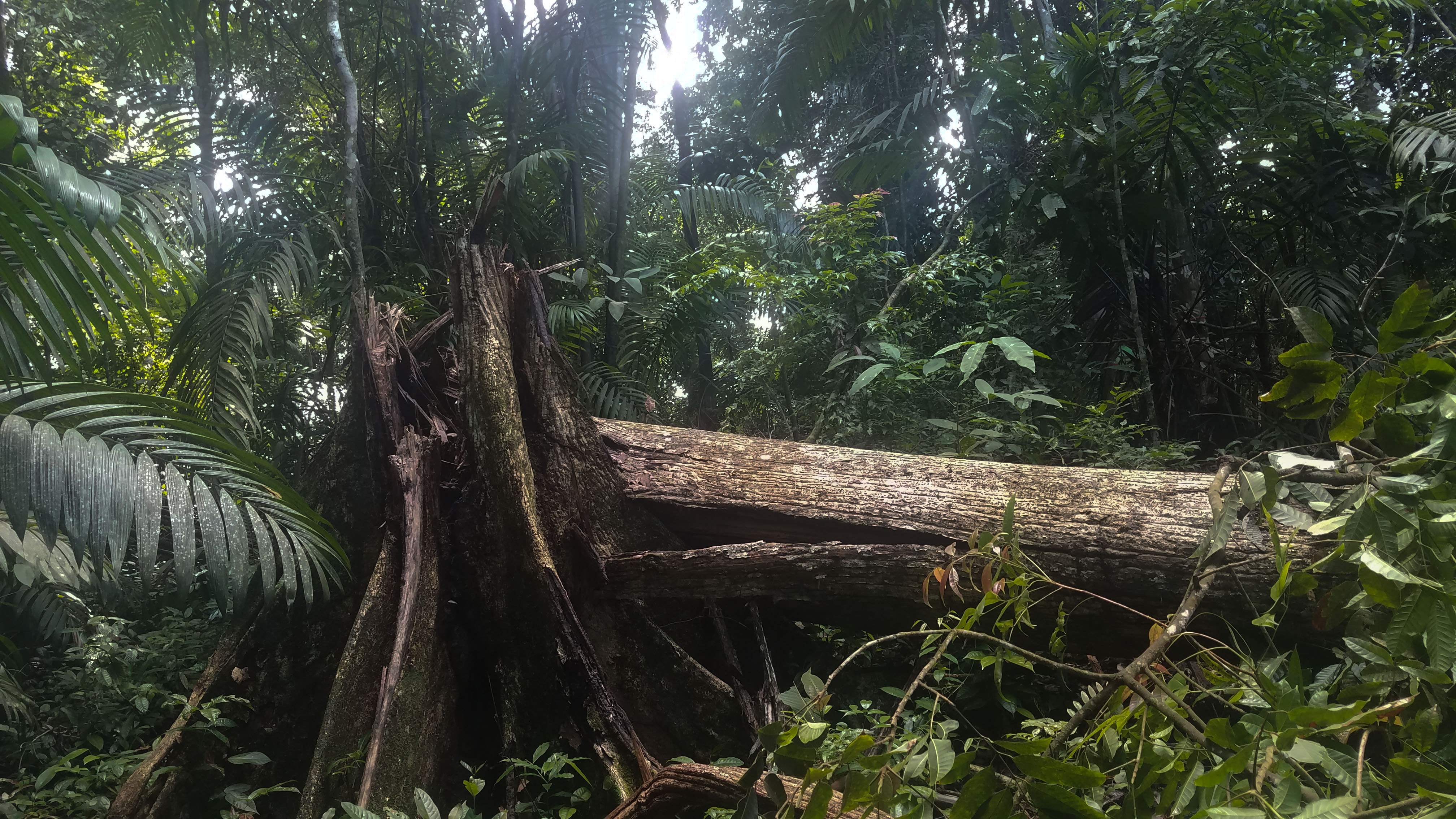 Thunderstorms are a major driver of tree death in tropical forests