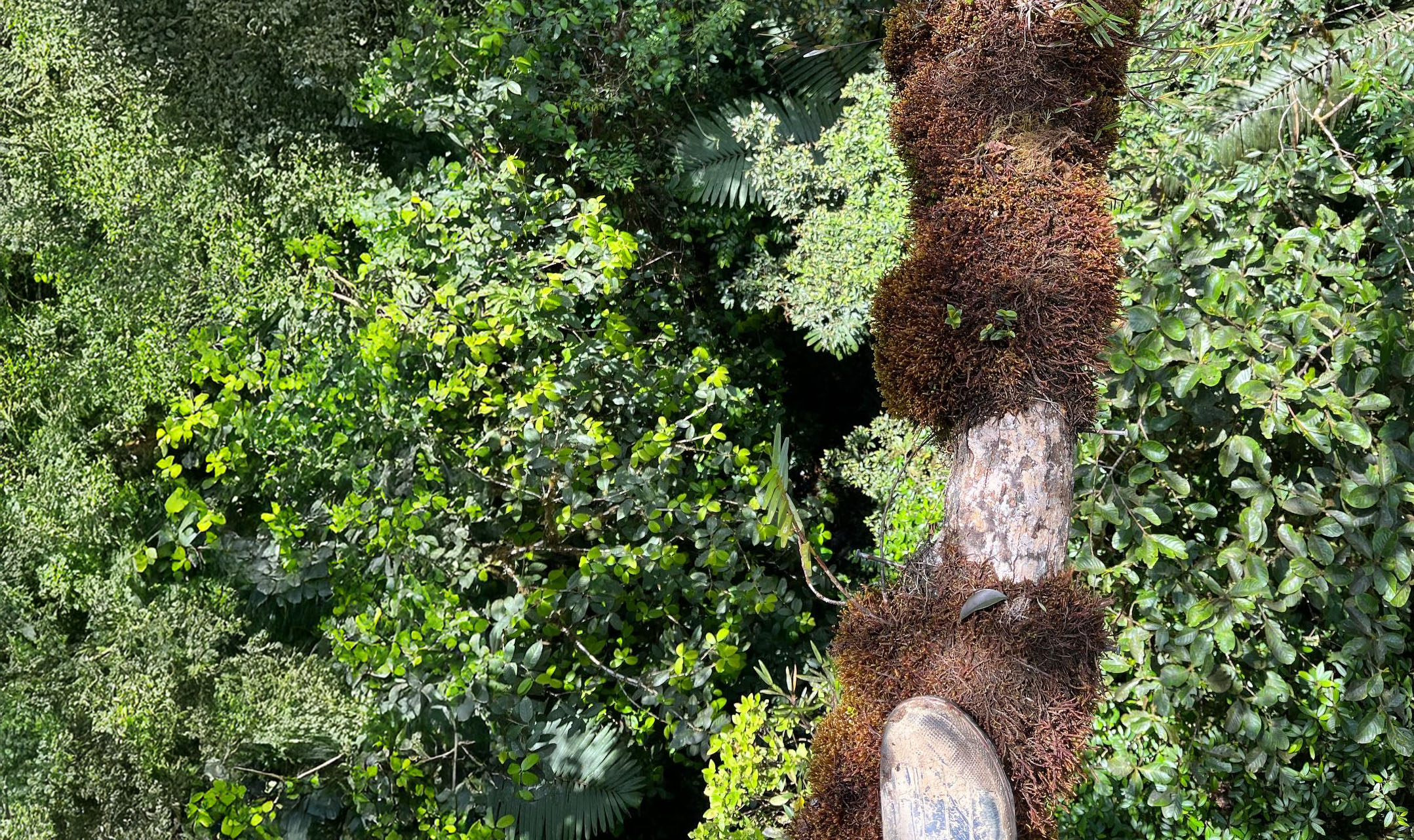 Vertical Variation in Tree Canopy Soil Communities