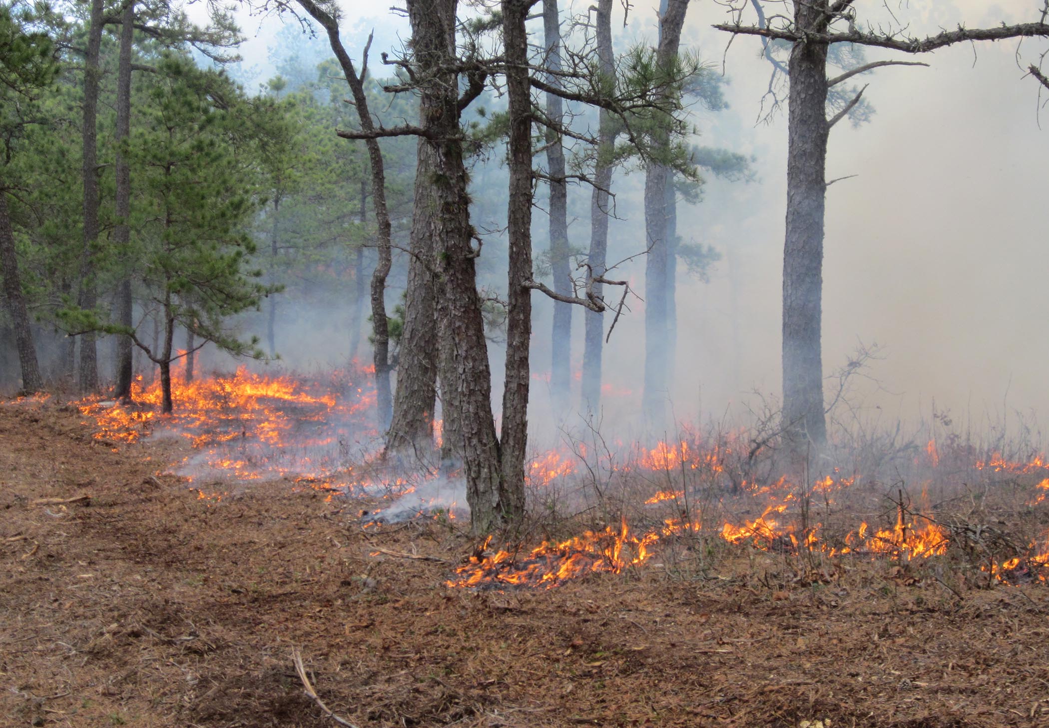 Forest fires make good headlines but bad policies