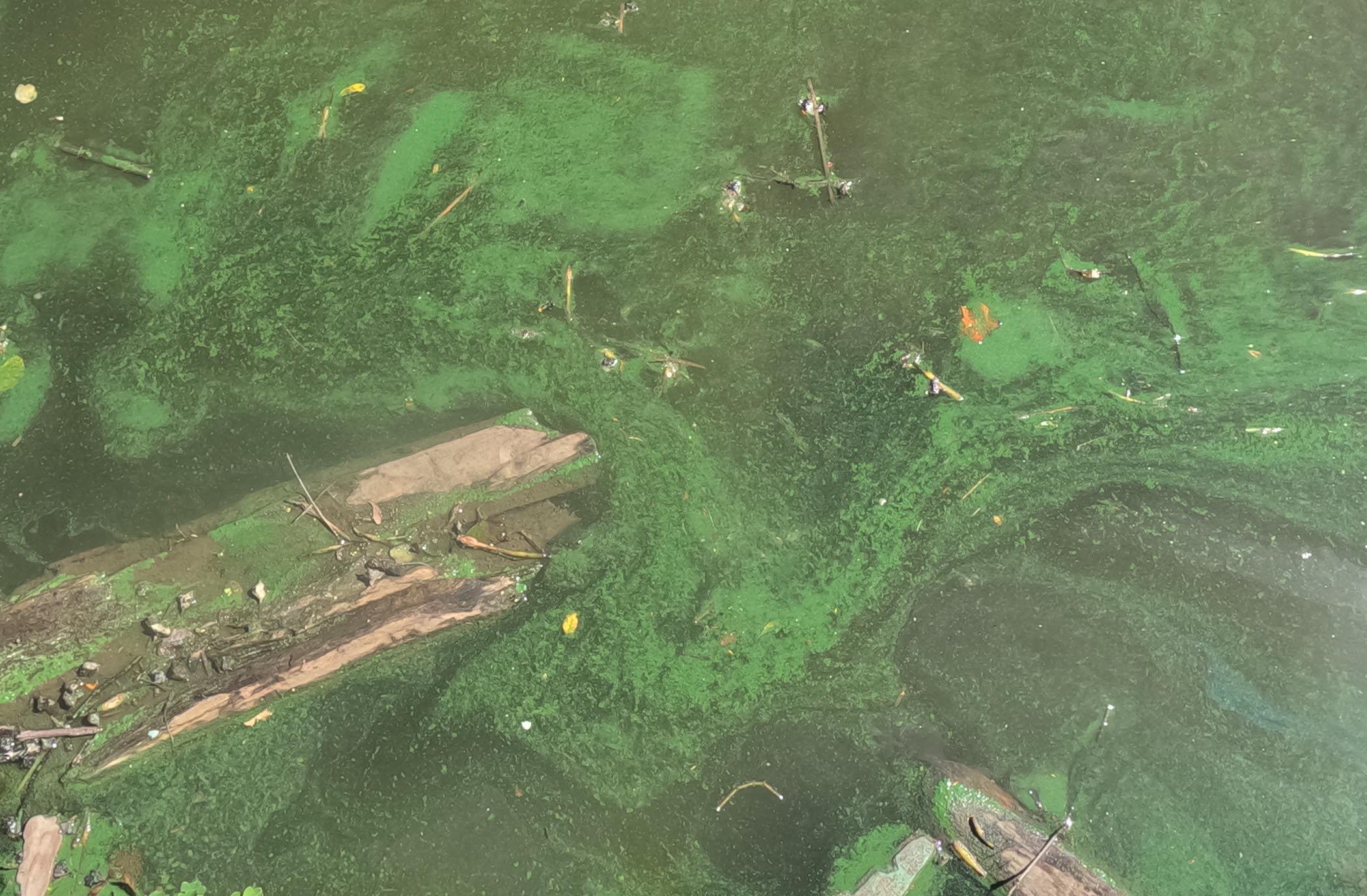 Extensive harmful algal bloom in the Hudson River estuary
