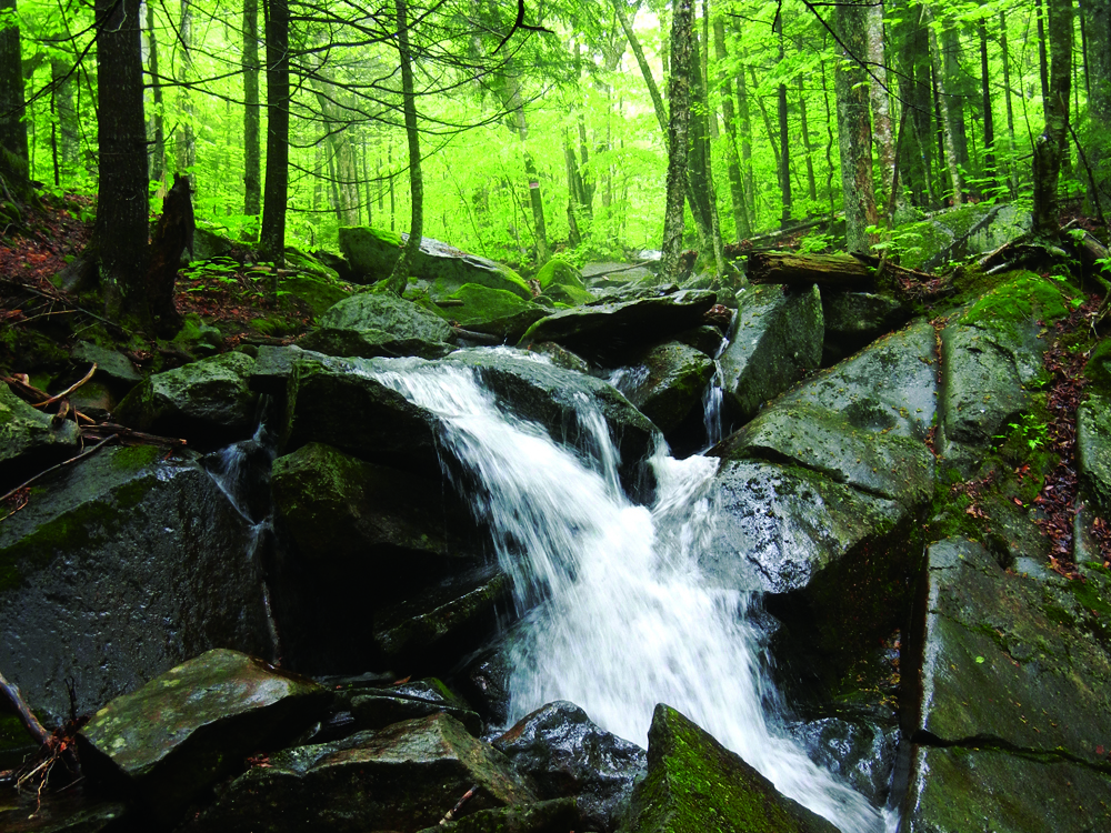 Forests recovering from acid rain mine rocks for nutrients, leading to ...