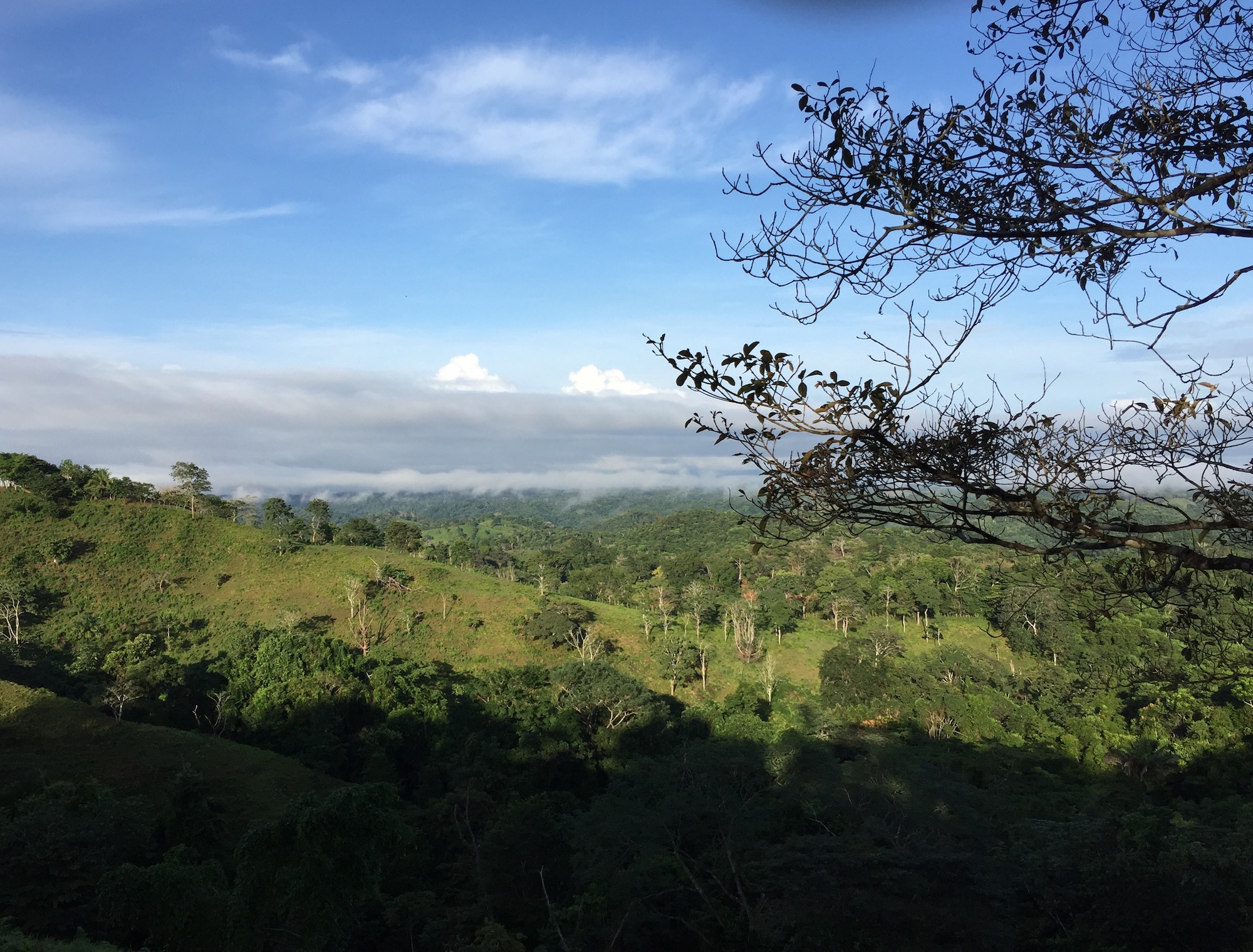 Recovering tropical forests grow back nearly twice as fast with nitrogen