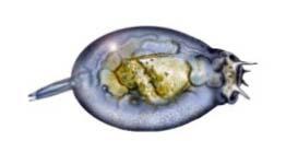 Zebra Mussel Fact Sheet