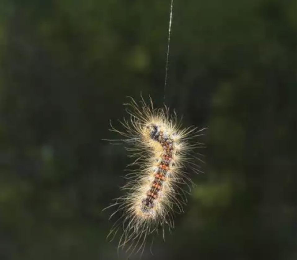 What you need to know about spongy moths: A Q&A with ecologist Clive Jones